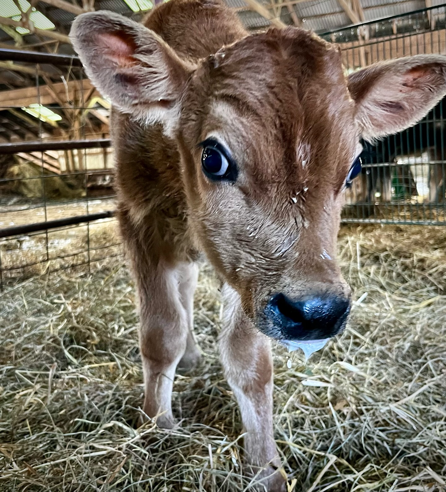 Farm Photos – Cricket Creek Farm