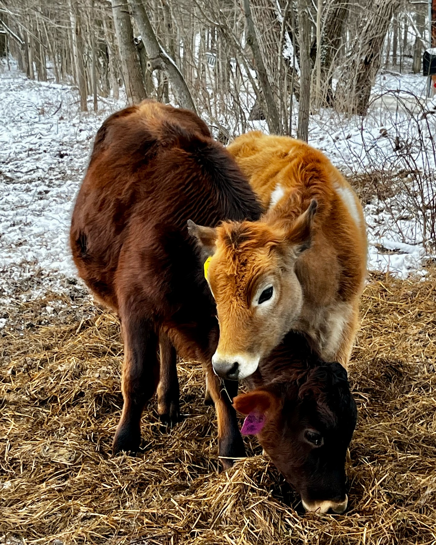Farm Photos – Cricket Creek Farm