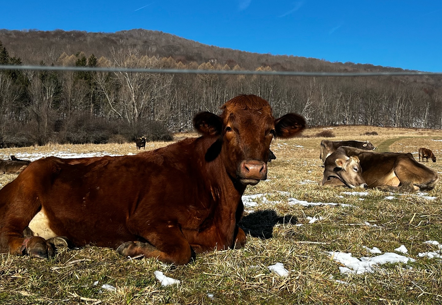 Farm Photos – Cricket Creek Farm