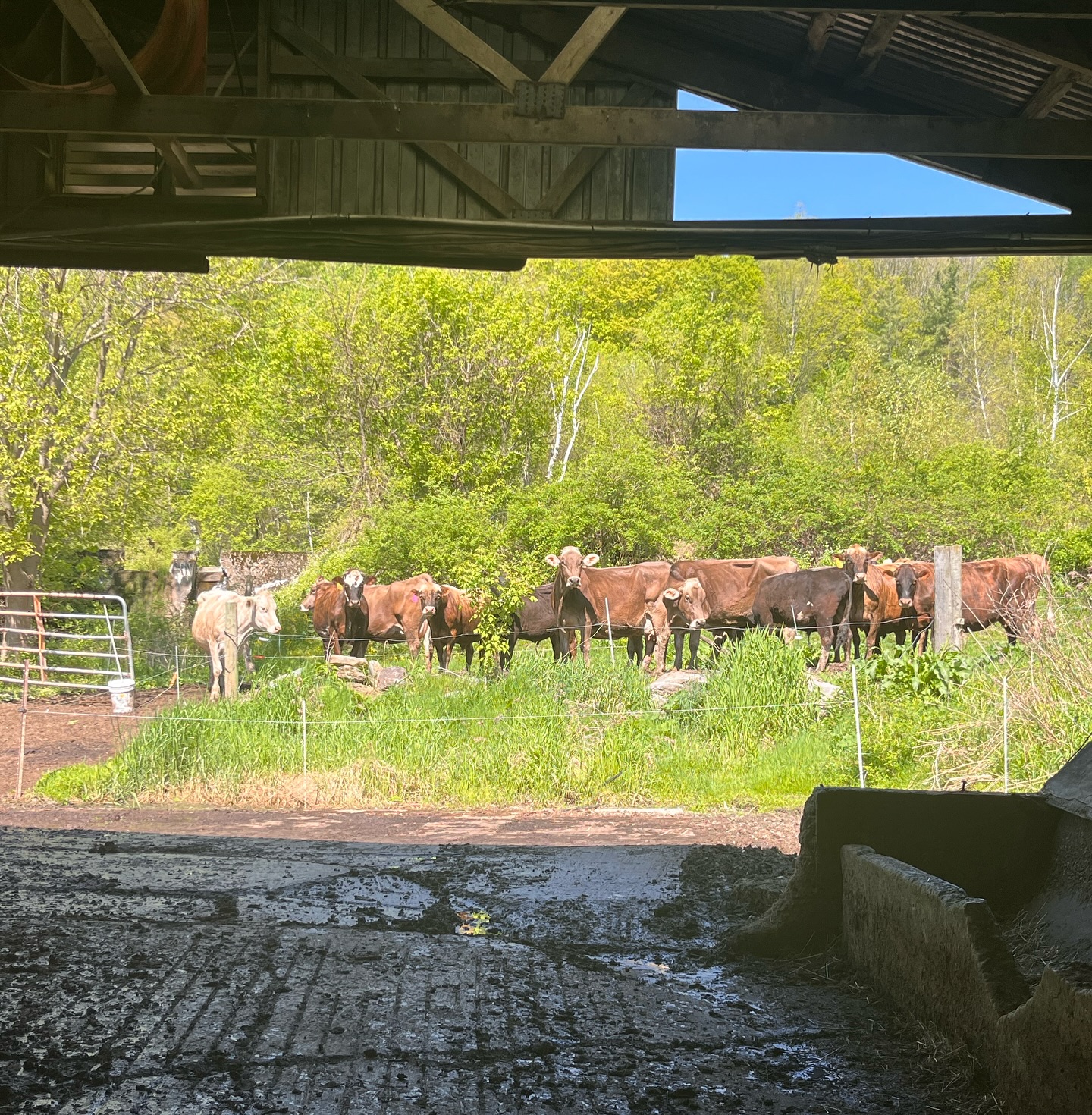 Farm Photos – Cricket Creek Farm