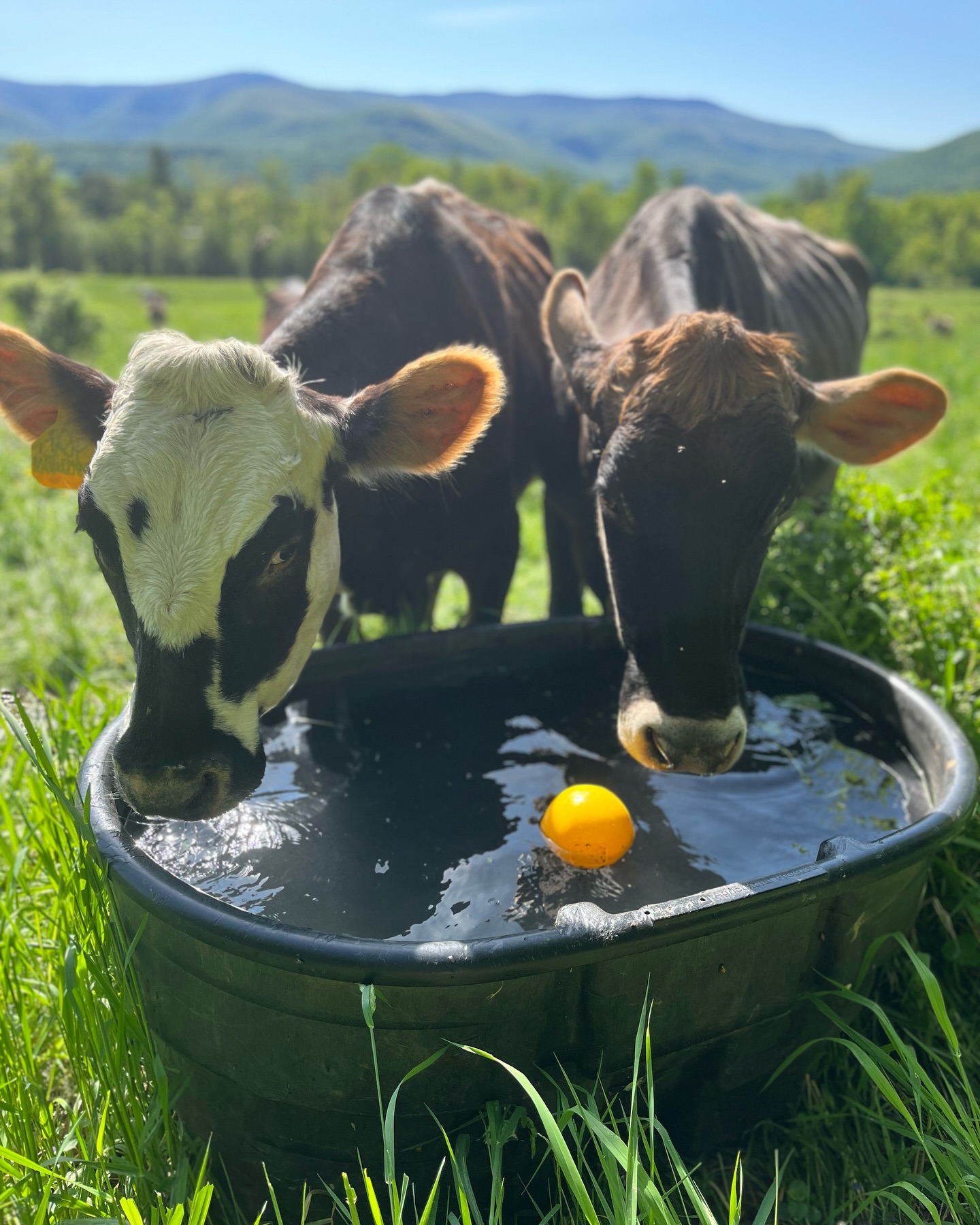 Farm Photos – Cricket Creek Farm