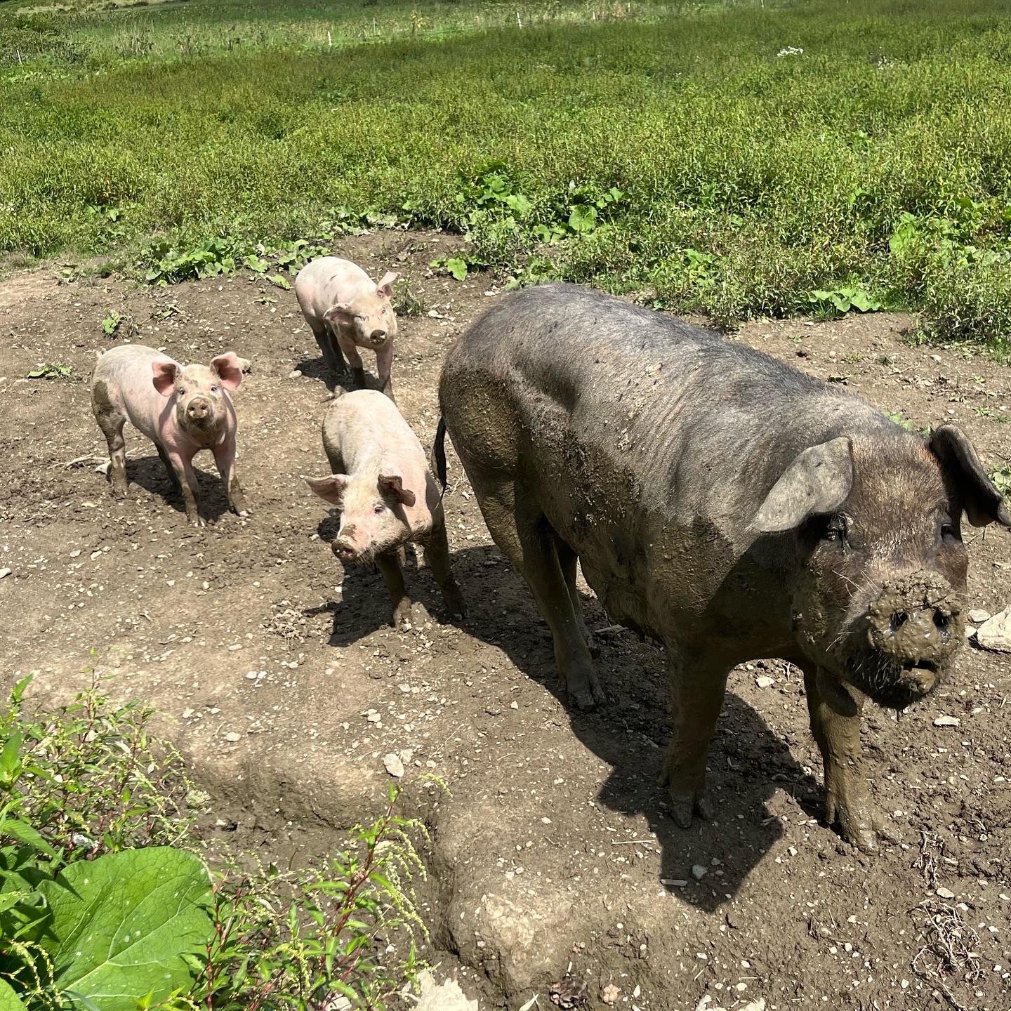 Farm Photos – Cricket Creek Farm