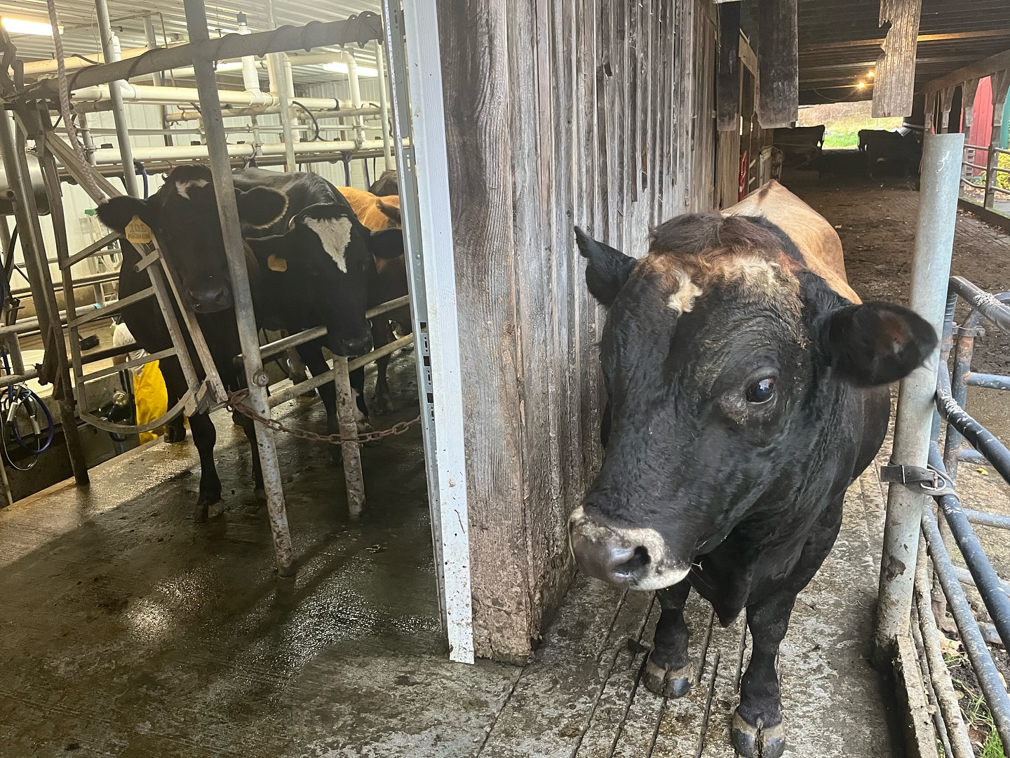 Farm Photos – Cricket Creek Farm