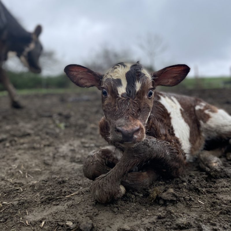 Farm Photos – Cricket Creek Farm